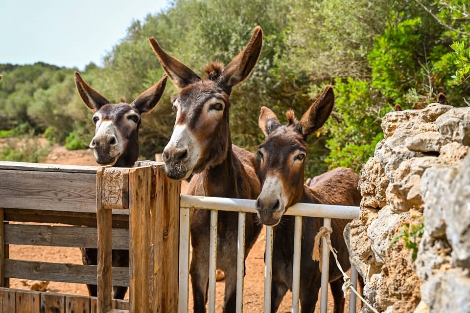 Menorca for Children - Menorca Kid's Activities, See an Do for Kids on ...