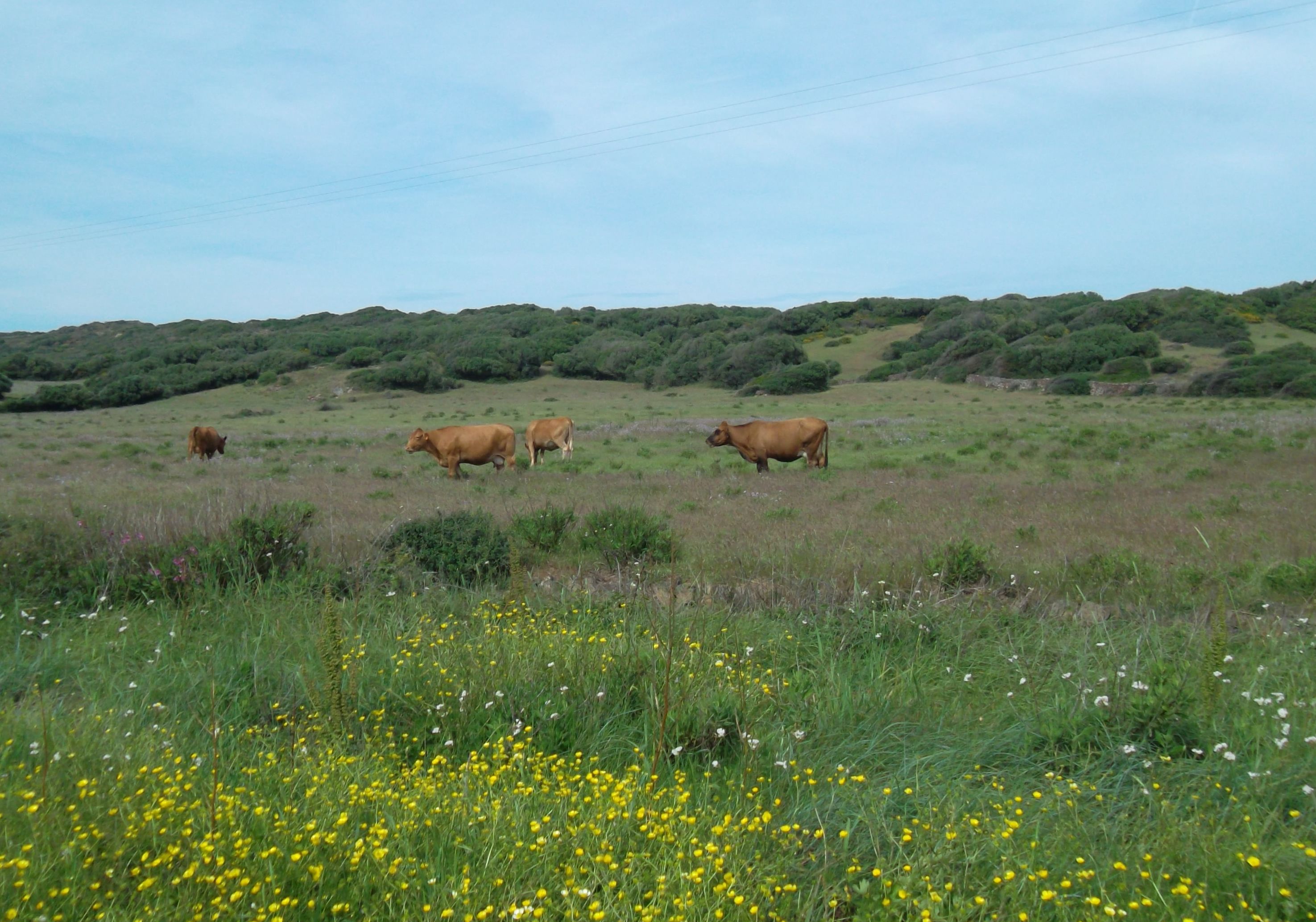 Walking Treking Menorca-Guides,maps DIY tours and Holidays 2026