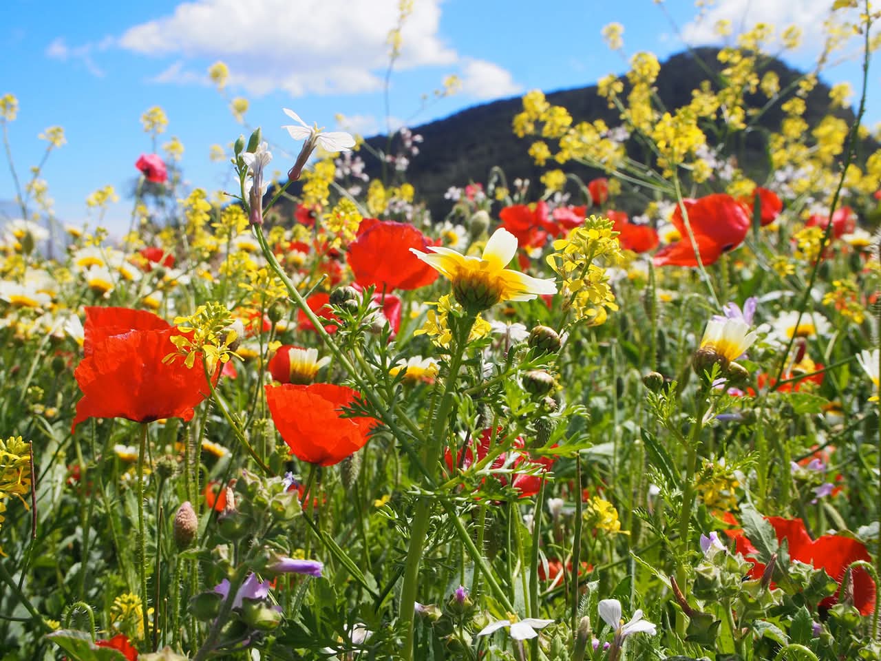 Walking Treking Menorca-Guides,maps DIY tours and Holidays 2026